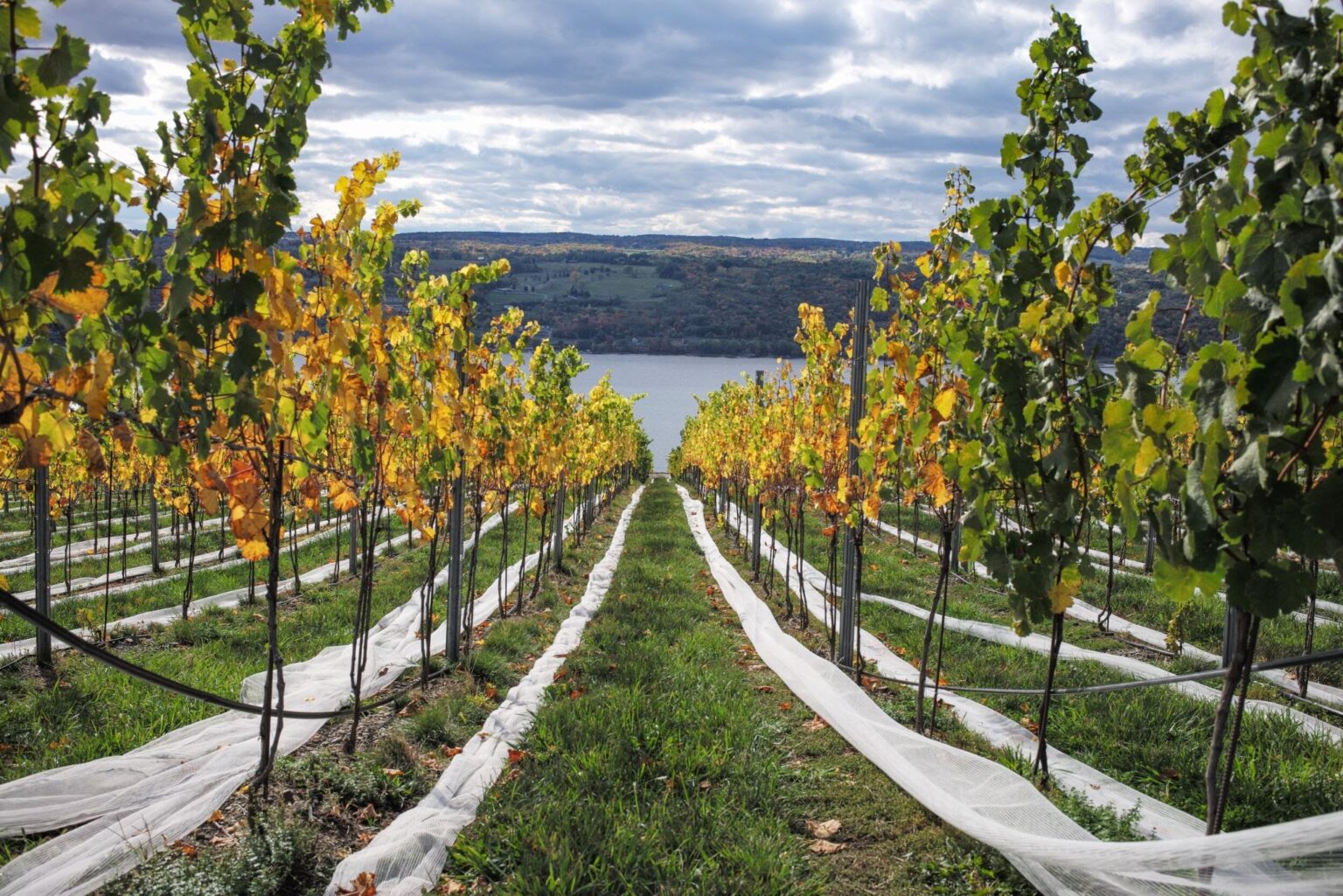 How Small Changes in the Vineyard Can Yield Enormous Benefits – New ...