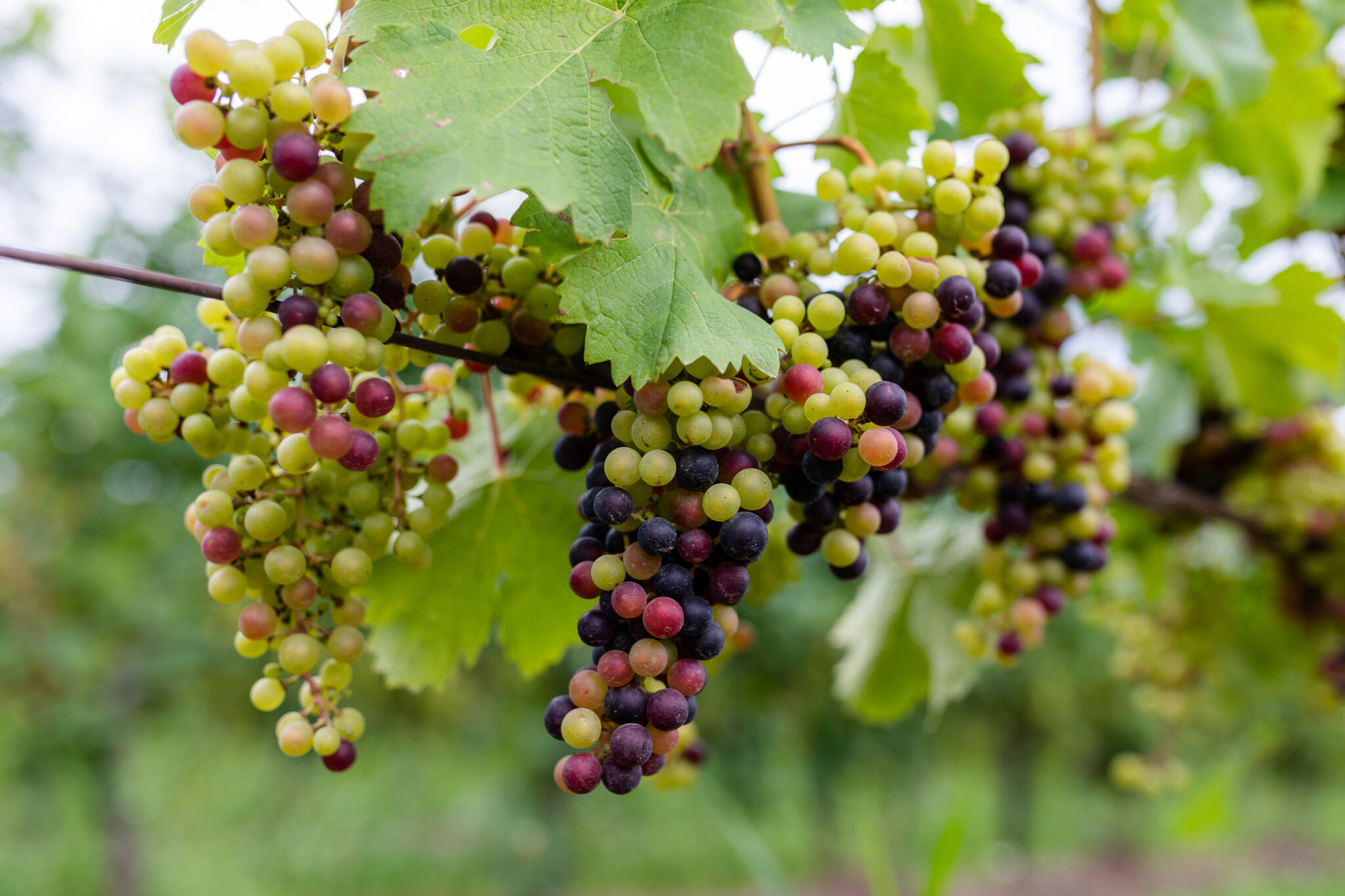 Research – New York Wine & Grape Foundation