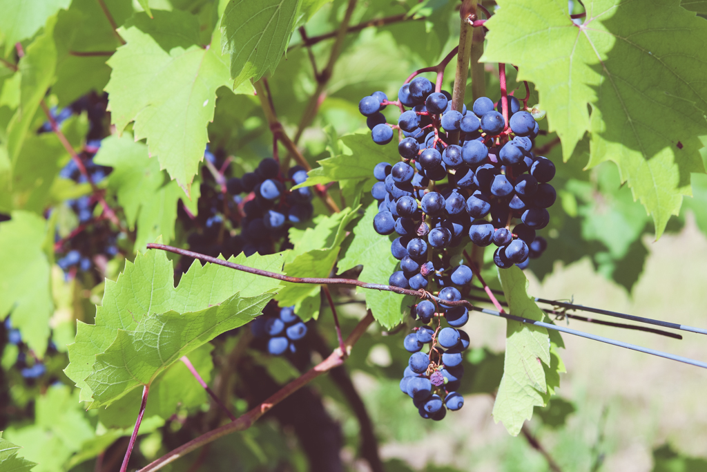 Keuka Lake Vineyards’ Unconventional Success Story Continues With Best ...