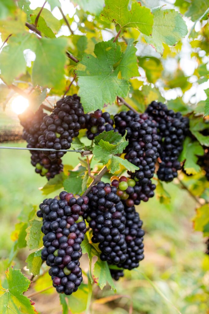 A Look at the State of Hybrid Grapes—and Selling Wines Made from Them ...