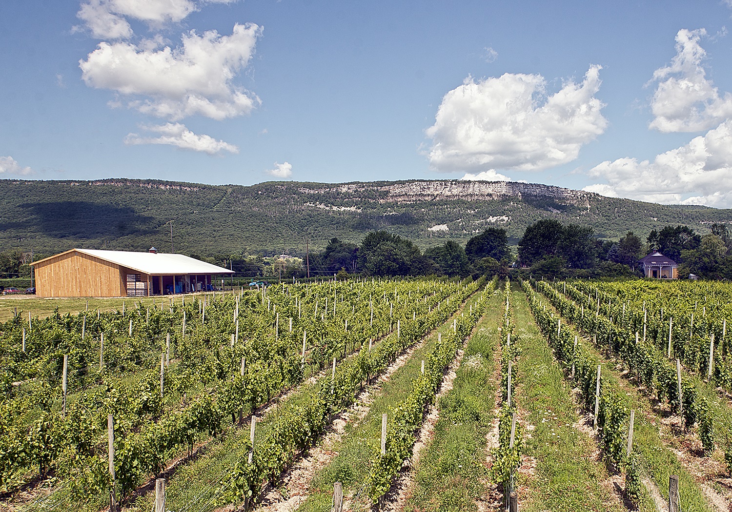 Whitecliff Vineyard: A Story of Passion, Community, and Sustainability ...