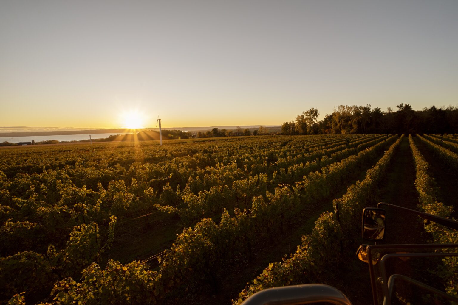 From Vine to Wine: The Multi-Generational Story of Anthony Road Wine ...