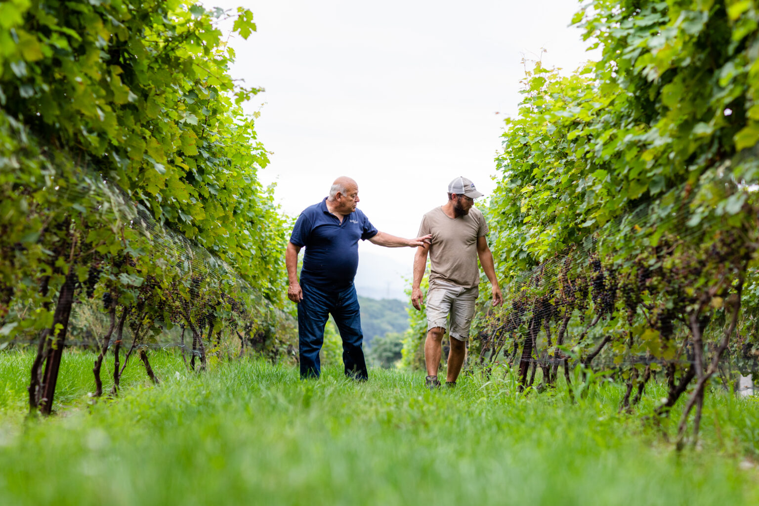 Flexibility is Key to the Best Vineyard Practices – New York Wines