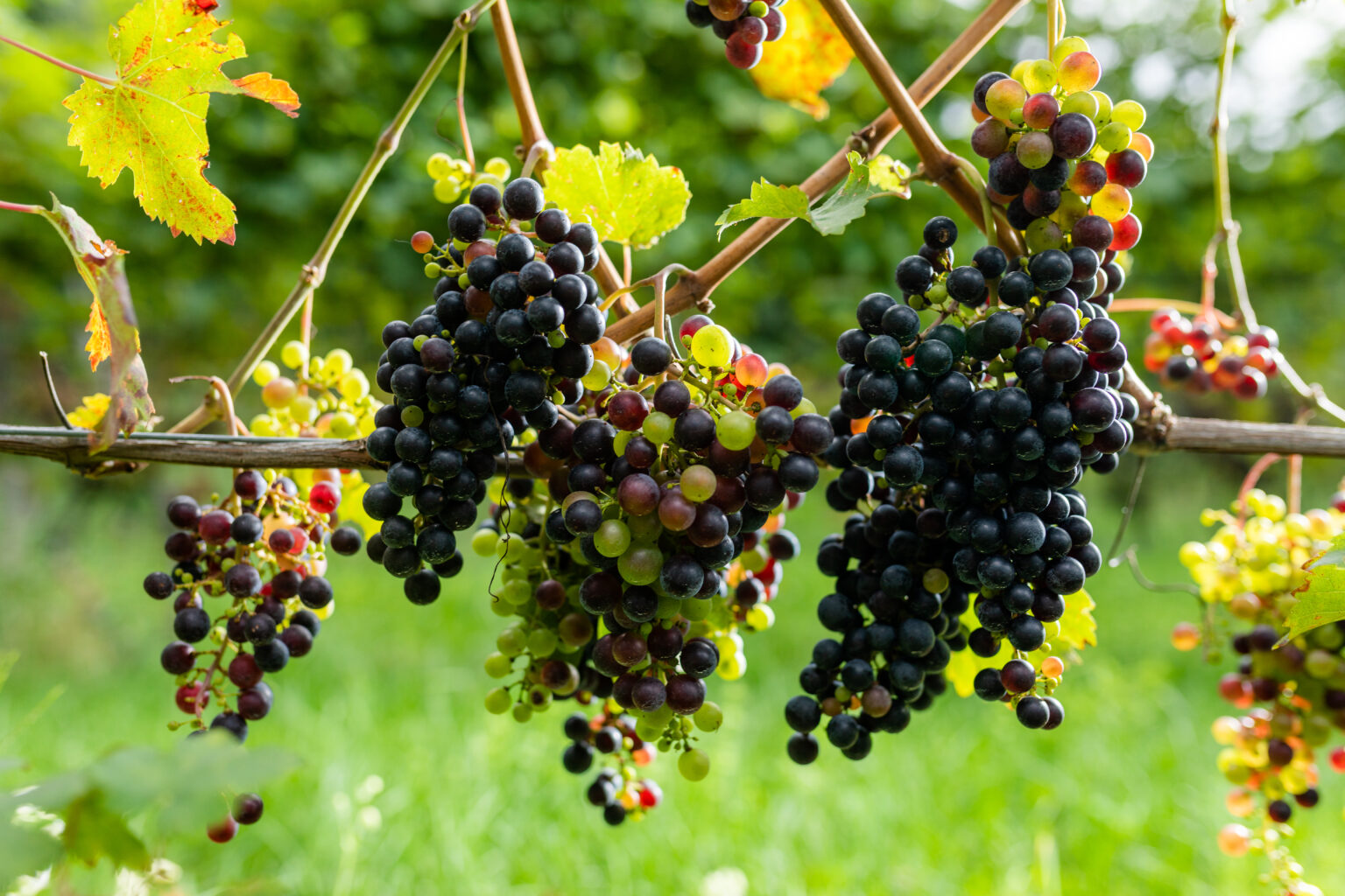 Flexibility is Key to the Best Vineyard Practices – New York Wines