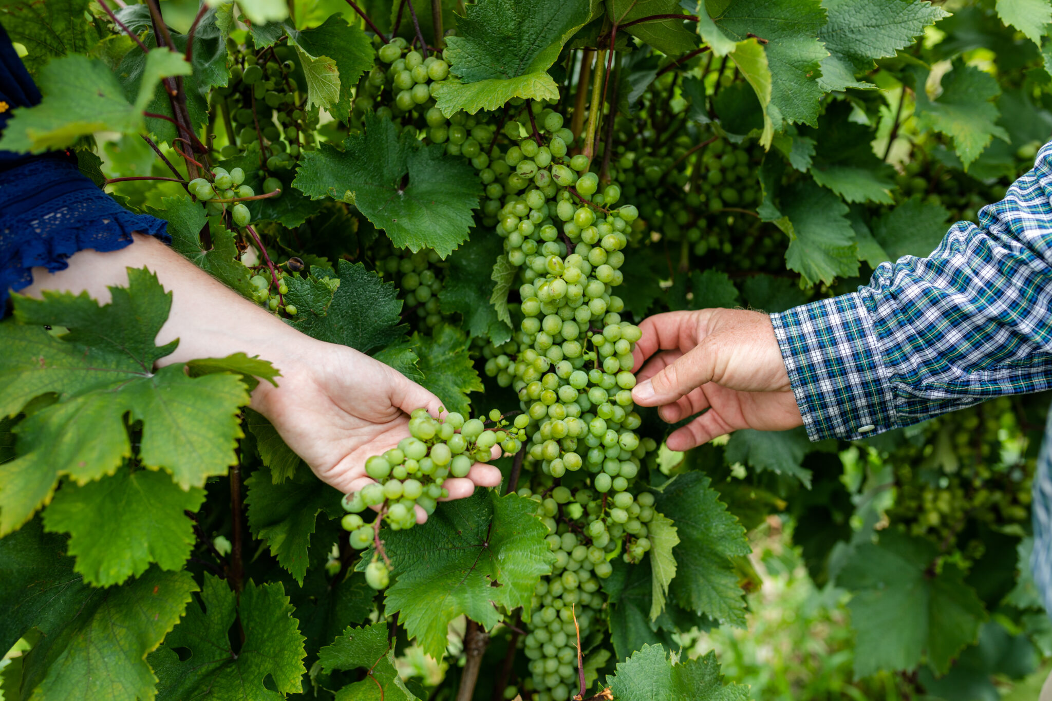 New York Wine & Grape Foundation Partners with Wine Enthusiast to ...