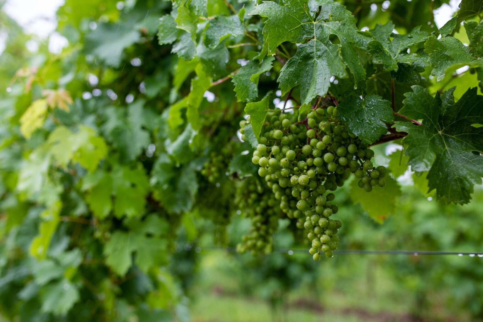 Fueling the Future: New York Wine & Grape Foundation Releases 2024–2025 ...