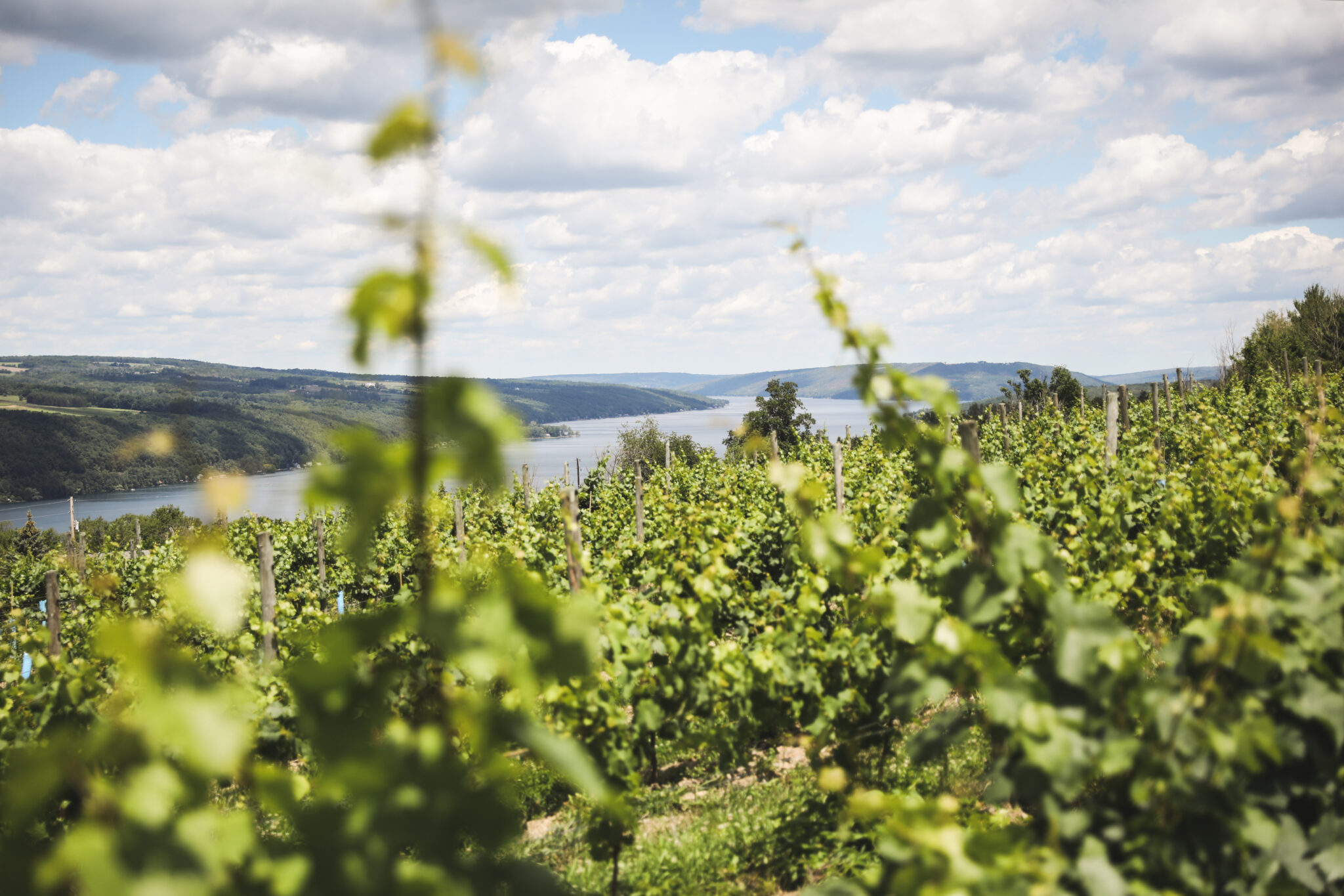 Finger Lakes Named Wine Enthusiast’s 2025 American Wine Region of the ...